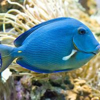PECES CIRUJANO ? [Los Peces más COLORIDOS para tu acuario]