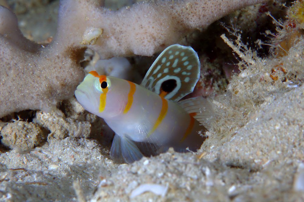 PECES GOBIO ? [[ Los Peces más COLORIDOS para tu acuario ]]