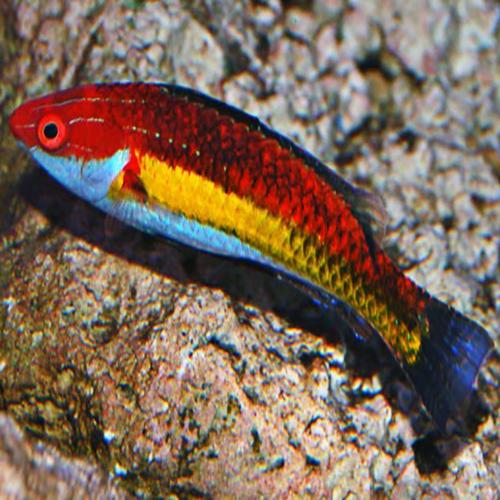 PECES LÁBRIDOS ? [[ Los Peces más COLORIDOS para tu acuario ]]