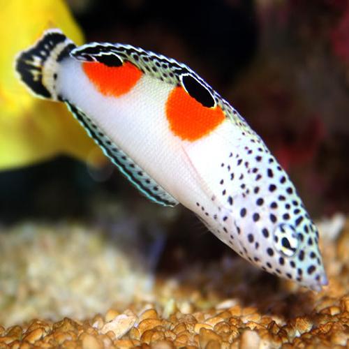 PECES LÁBRIDOS ? [[ Los Peces más COLORIDOS para tu acuario ]]