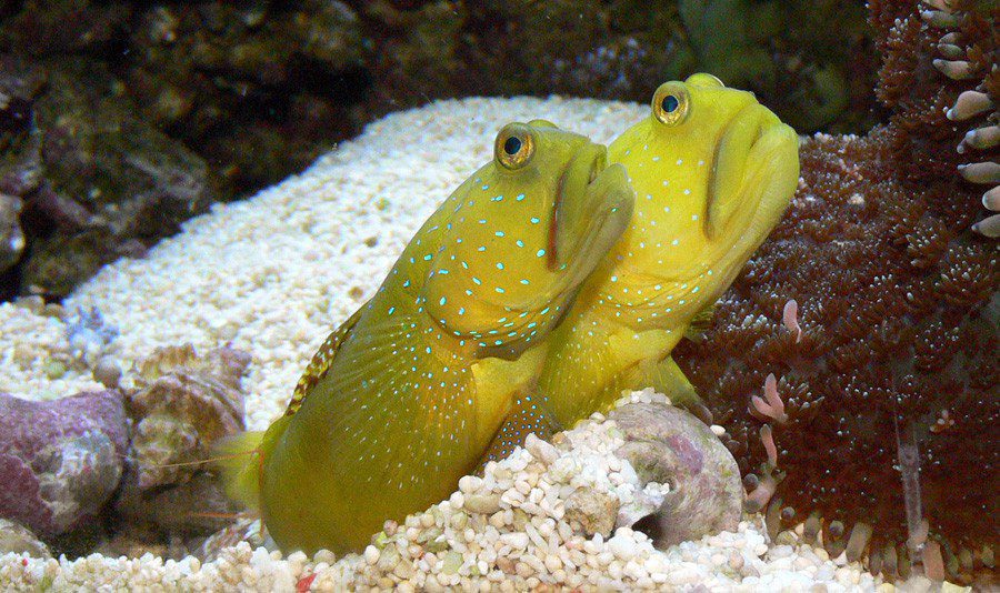 PECES GOBIO ? [[ Los Peces más COLORIDOS para tu acuario ]]