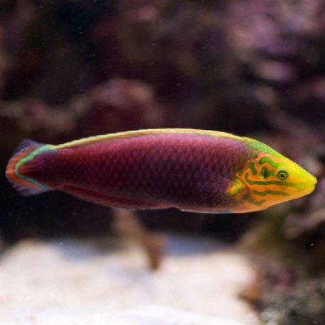 PECES LÁBRIDOS ? [[ Los Peces más COLORIDOS para tu acuario ]]