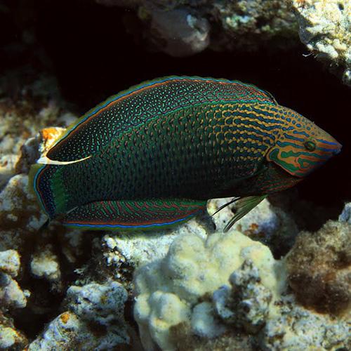 PECES LÁBRIDOS ? [[ Los Peces más COLORIDOS para tu acuario ]]