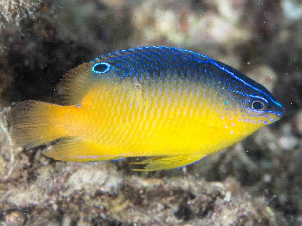 PECES DAMISELA ? [[ Los Peces más COLORIDOS en tu acuario ]]