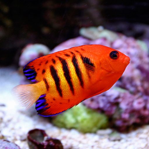 PECES ÁNGEL ? [[ Los Peces más COLORIDOS para tu acuario ]]