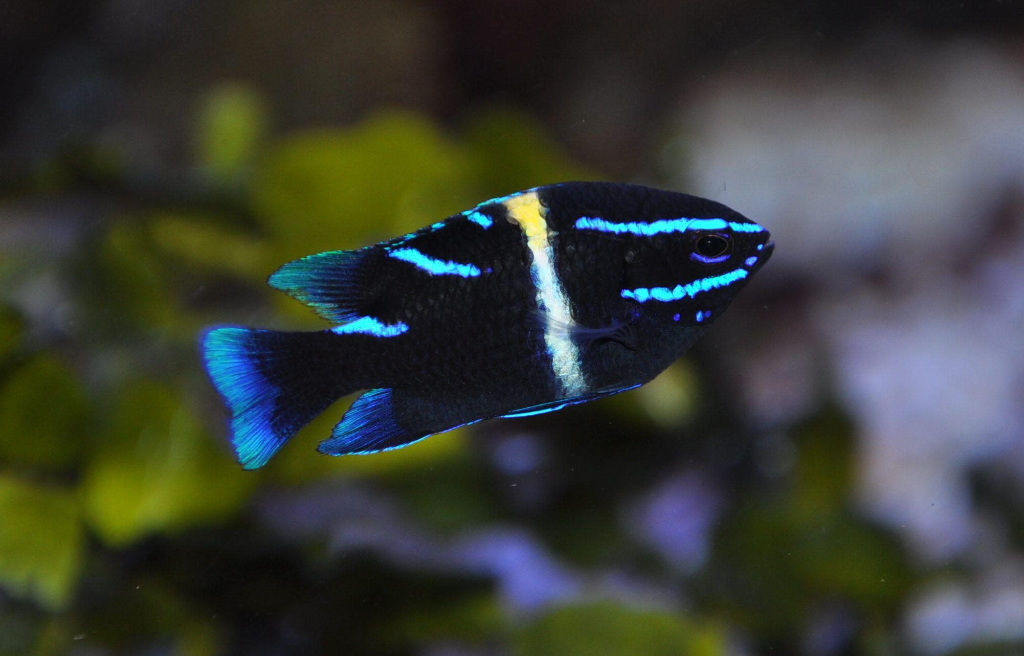 PECES DAMISELA ? [[ Los Peces más COLORIDOS en tu acuario ]]