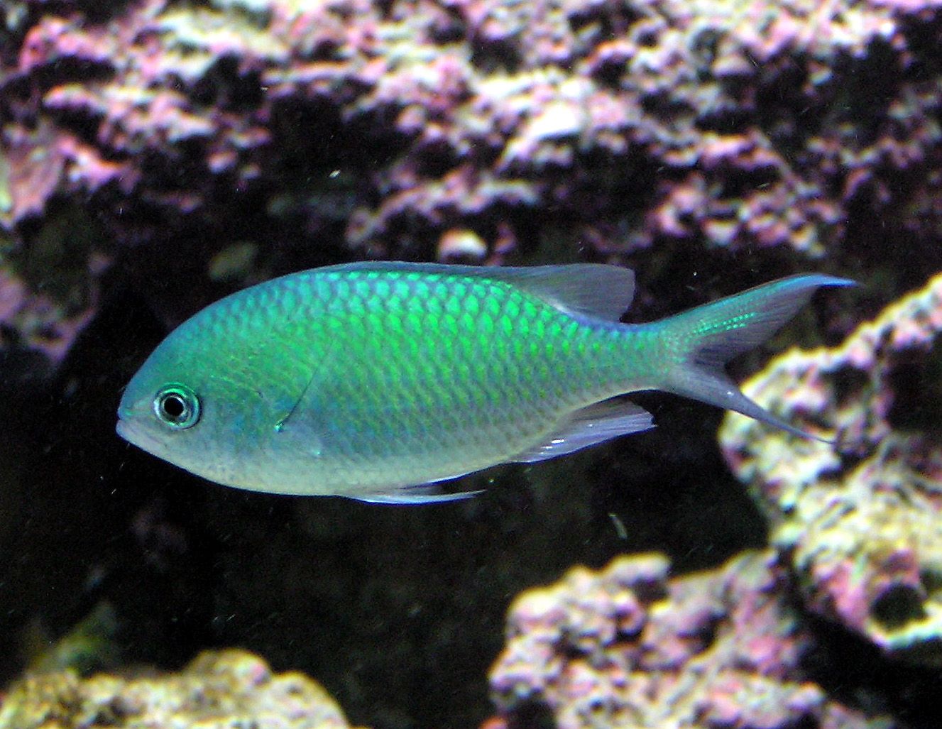 PECES DAMISELA ? [[ Los Peces más COLORIDOS en tu acuario ]]