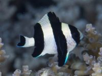 PECES MARINOS - Los Peces más coloridos para tu acuario ️