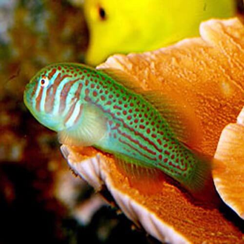 PECES GOBIO ? [[ Los Peces más COLORIDOS para tu acuario ]]