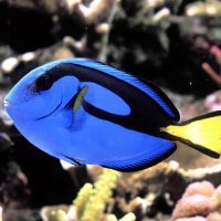 PECES CIRUJANO ? [Los Peces más COLORIDOS para tu acuario]