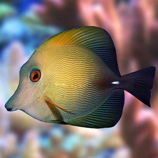 PECES CIRUJANO ? [Los Peces más COLORIDOS para tu acuario]