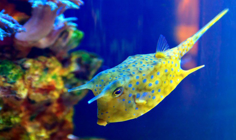 PECES COFRE ? [[ Los Peces más COLORIDOS para tu acuario ]]