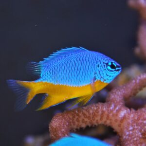 Comprar Damiselas al mejor precio On-Line | PecesMarinos.es