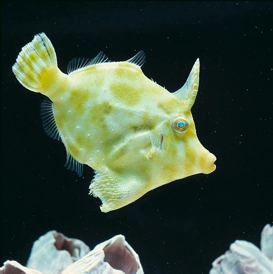 Comprar Peces hoja al mejor precio On-Line | PecesMarinos.es