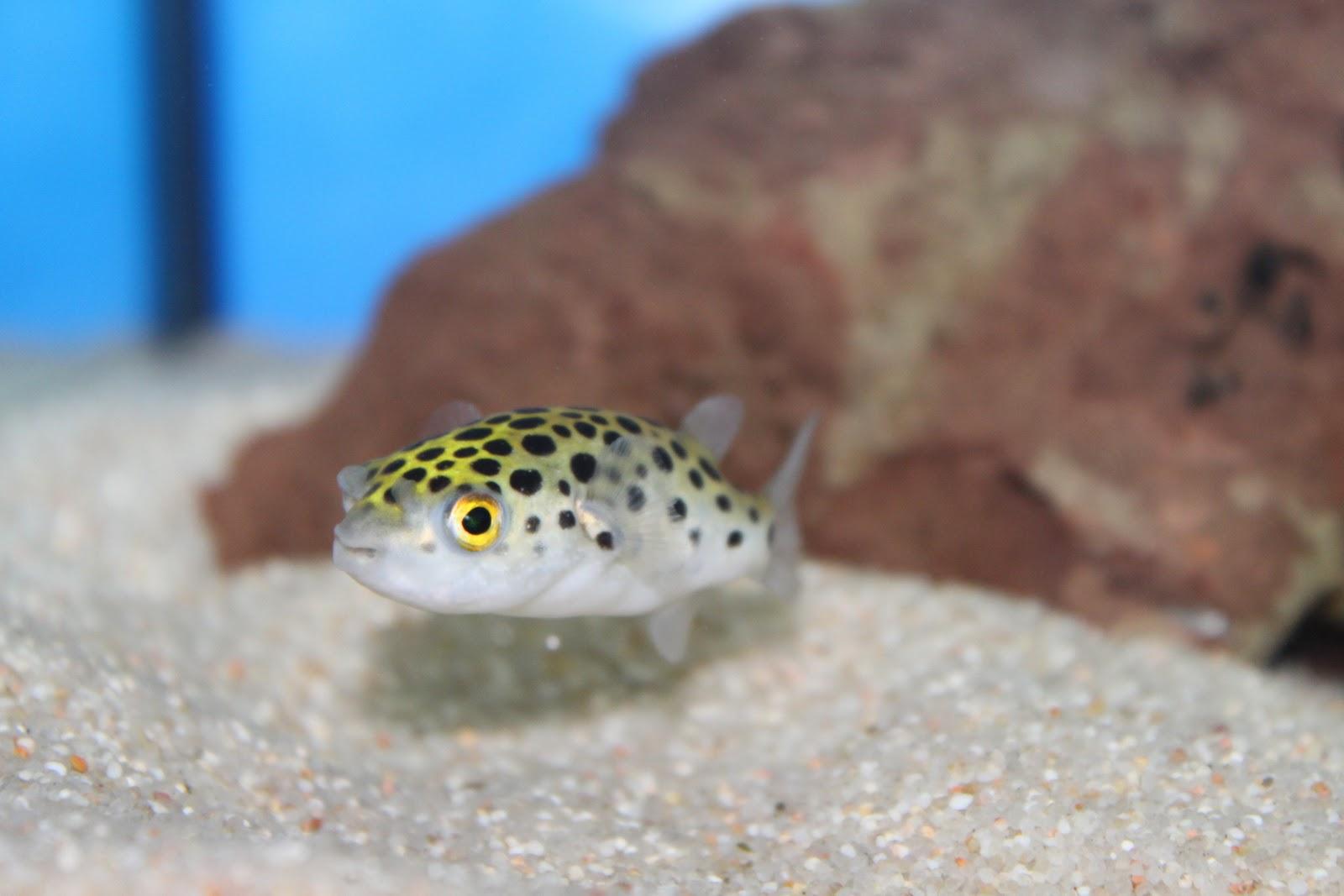 PECES GLOBO ? [[ Los Peces más COLORIDOS para tu acuario ]]