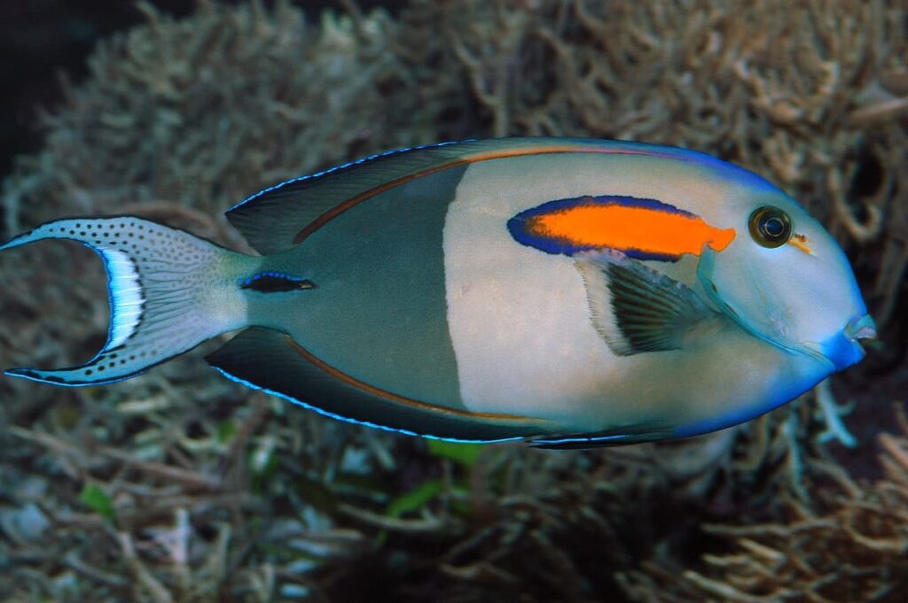 Acanthurus Olivaceus (Oliváceo). Los mejores peces marinos ️