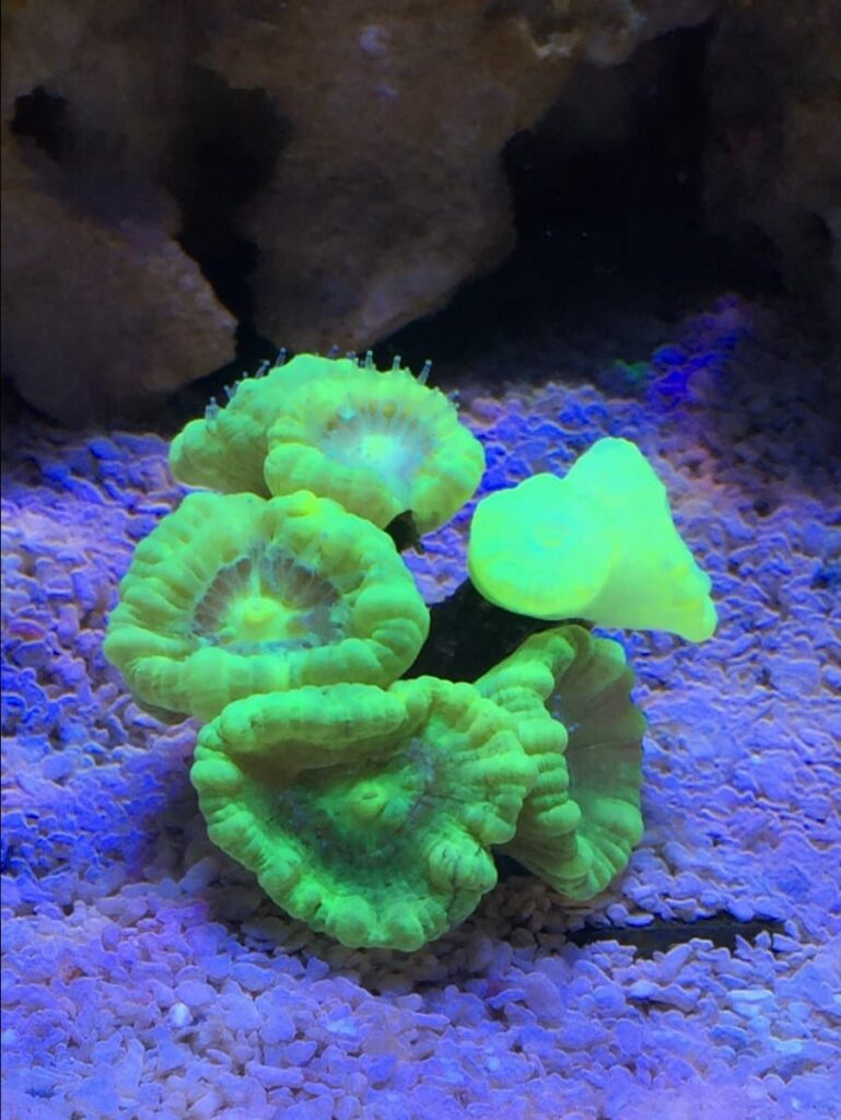Caulastrea Hulk (Verde). Los mejores corales para tu acuario ️