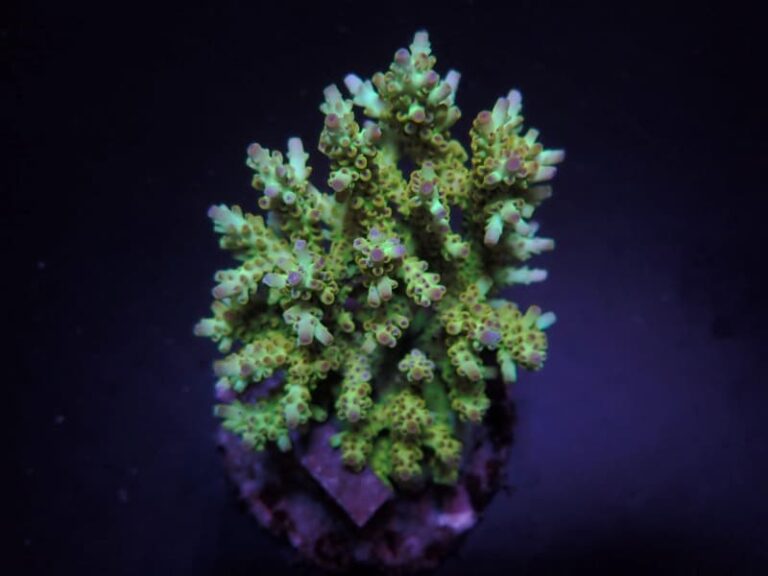 Acropora Selago . Los mejores corales ️